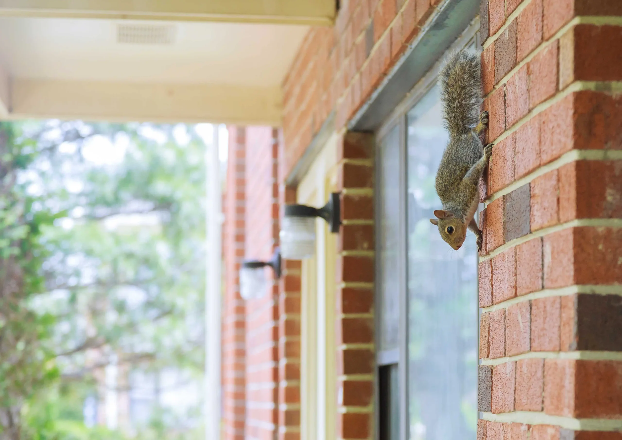 Squirrel Pest Control: Safe Removal from Home or Loft
