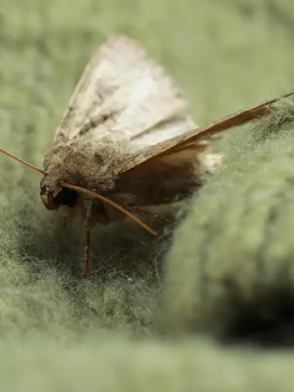 Moth Exterminator | Fabric & Pantry Guard | Sun Pest Control